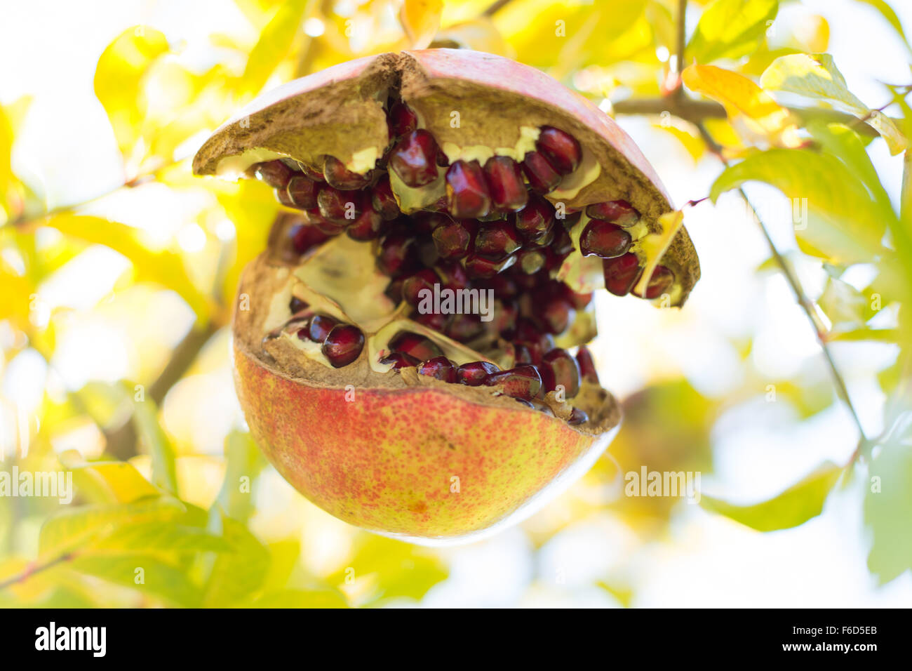 photo of a pomegranate in a tree Stock Photo - Alamy