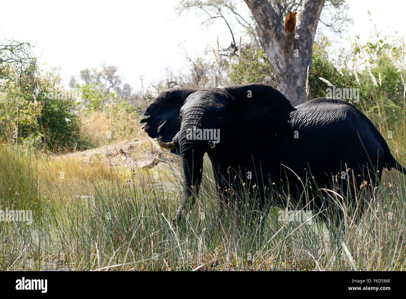 African elephants are the largest living terrestrial animals in the ...