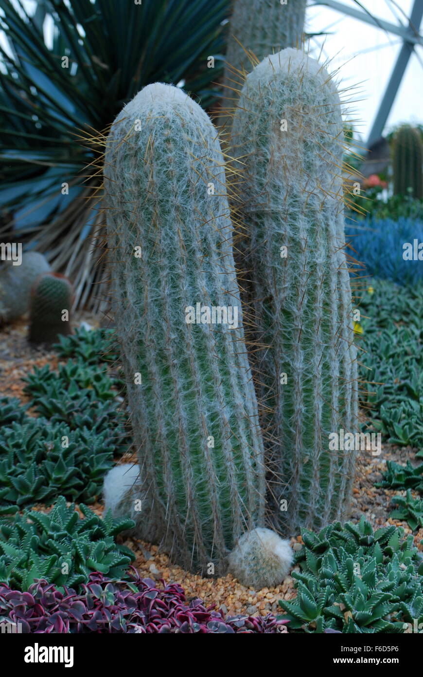 Phallic plant hi-res stock photography and images - Alamy
