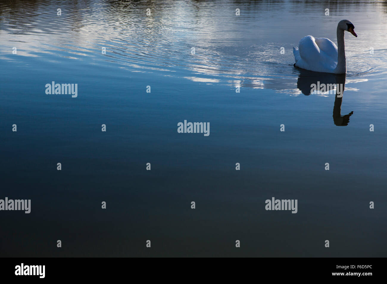 Swan reflected ina alake Stock Photo - Alamy