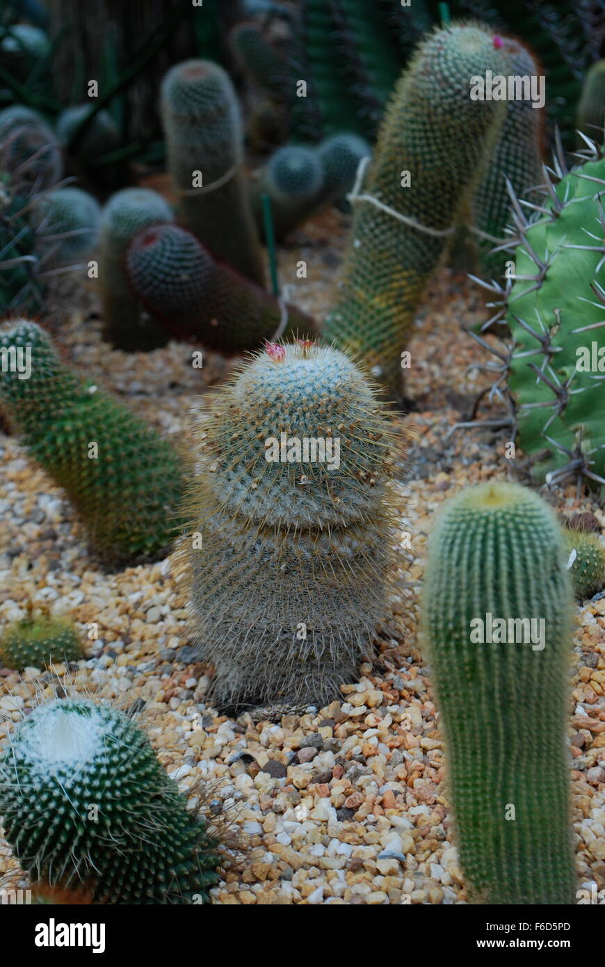 Phallic flower hi-res stock photography and images - Alamy