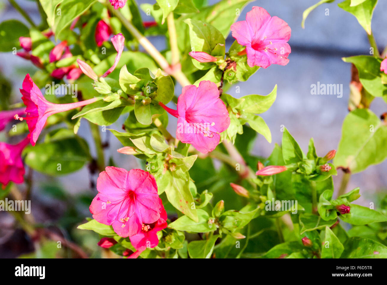 Blooming Flower Background Stock Photo - Alamy
