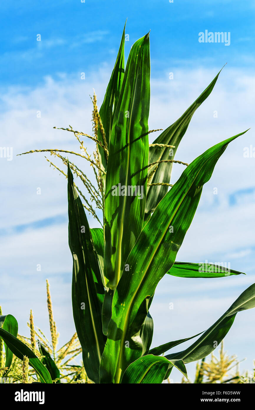 Flowering corn in the field Stock Photo - Alamy