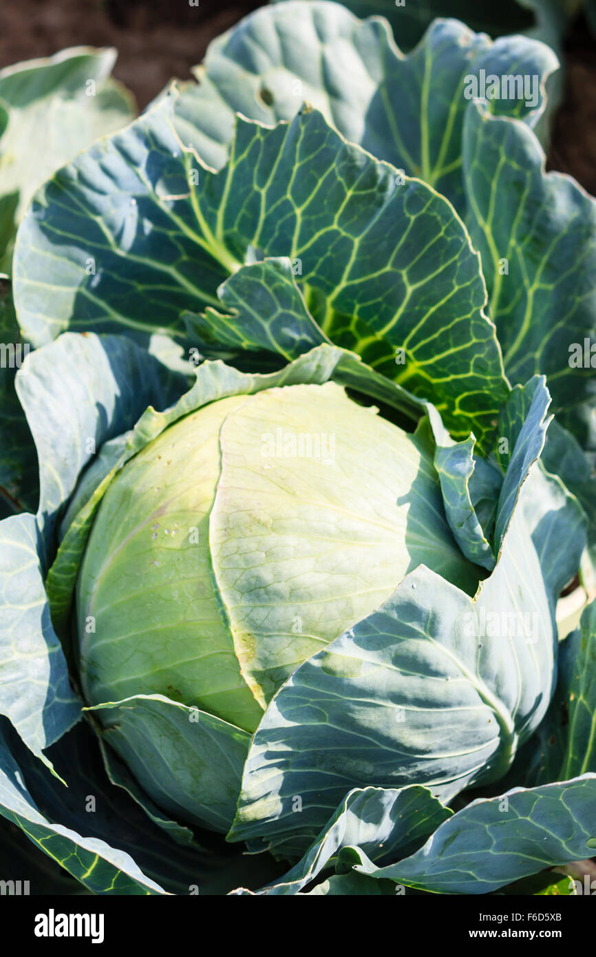 Growing white cabbage in field Stock Photo - Alamy