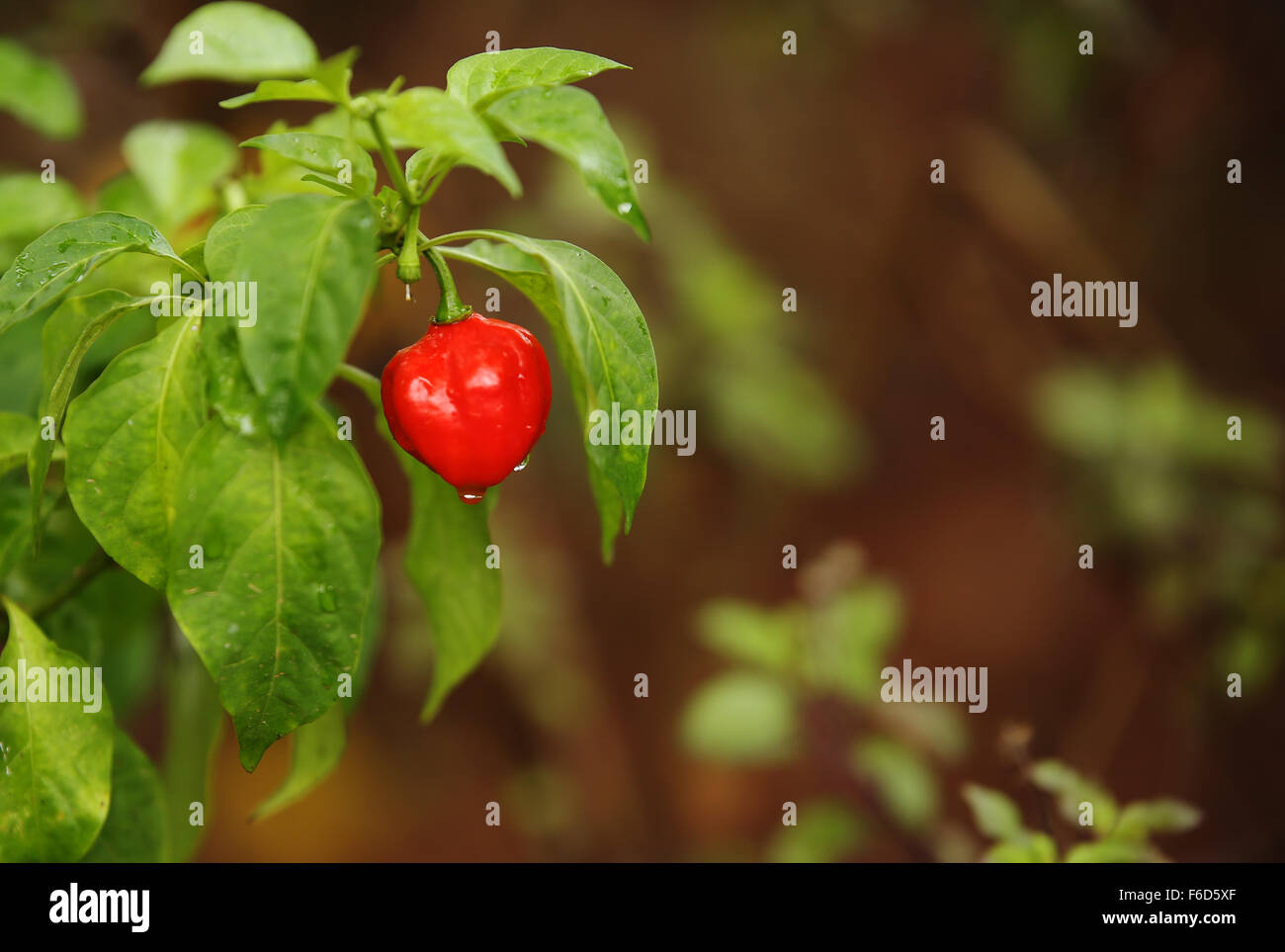 Guinea pepper hi-res stock photography and images - Alamy