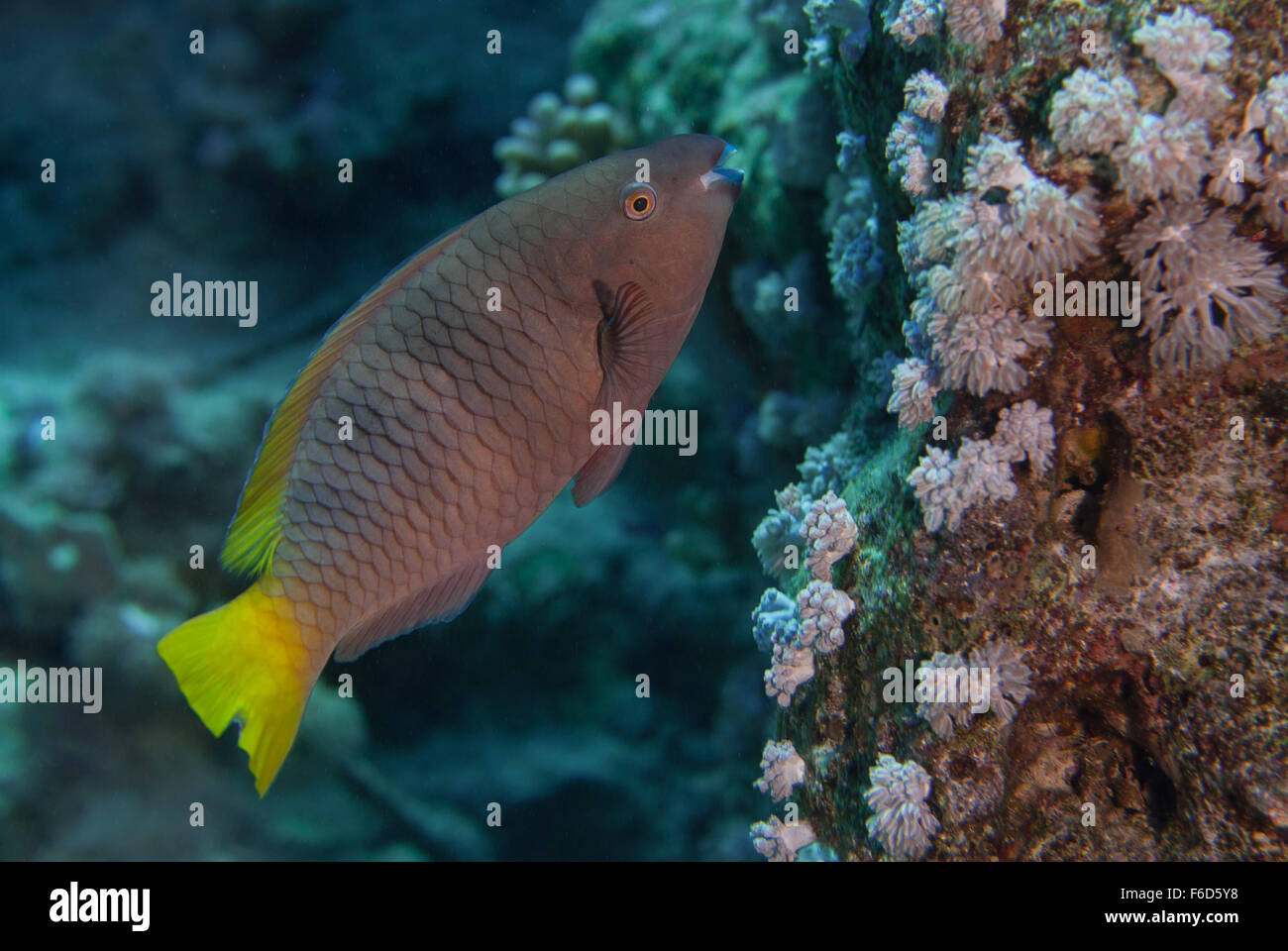 Initial phase rusty parrotfish hi-res stock photography and images - Alamy