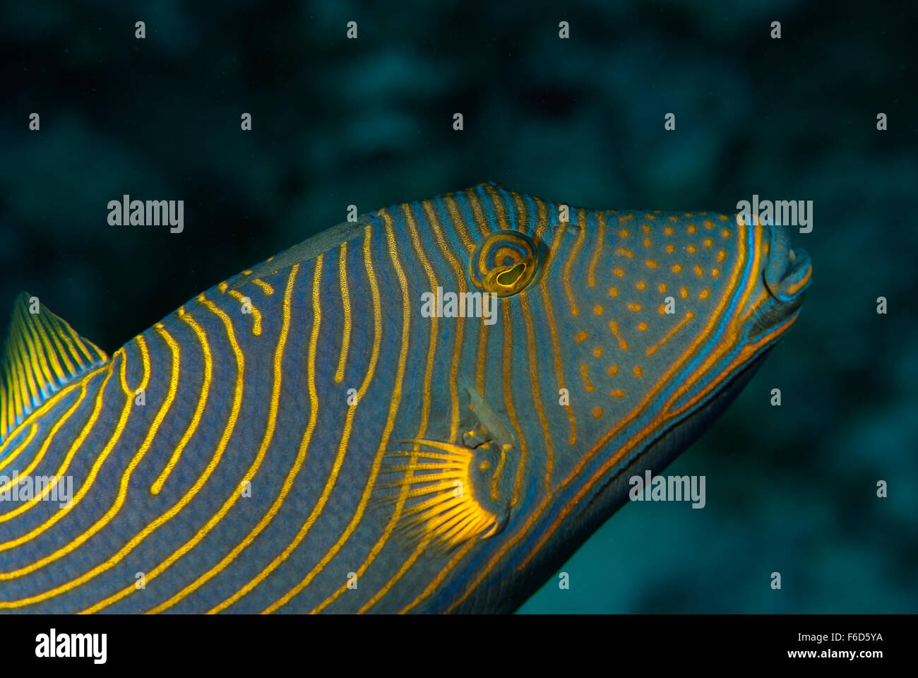 Orange-lined triggerfish Balistapus undulatus, Balistidae, Sharm el ...