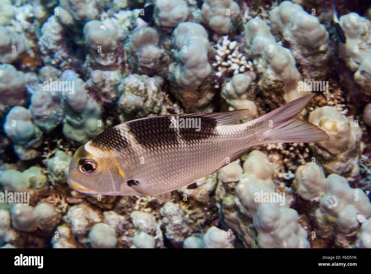 Bigeye emperor, Monotaxis grandoculis, Lethrinadae, Sharm el-Sheikh ...