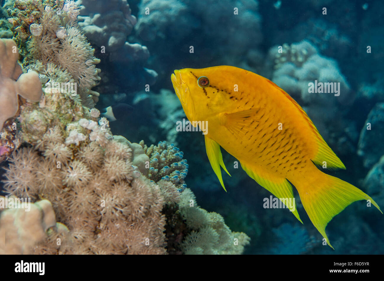 Slingjaw Wrasse Juvenile