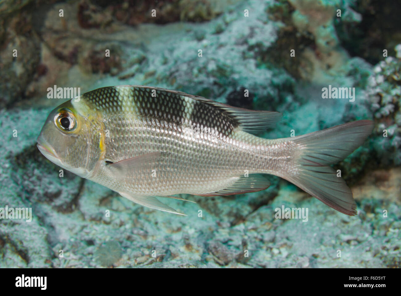 Bigeye emperor, Monotaxis grandoculis, Lethrinadae, Sharm el-Sheikh ...