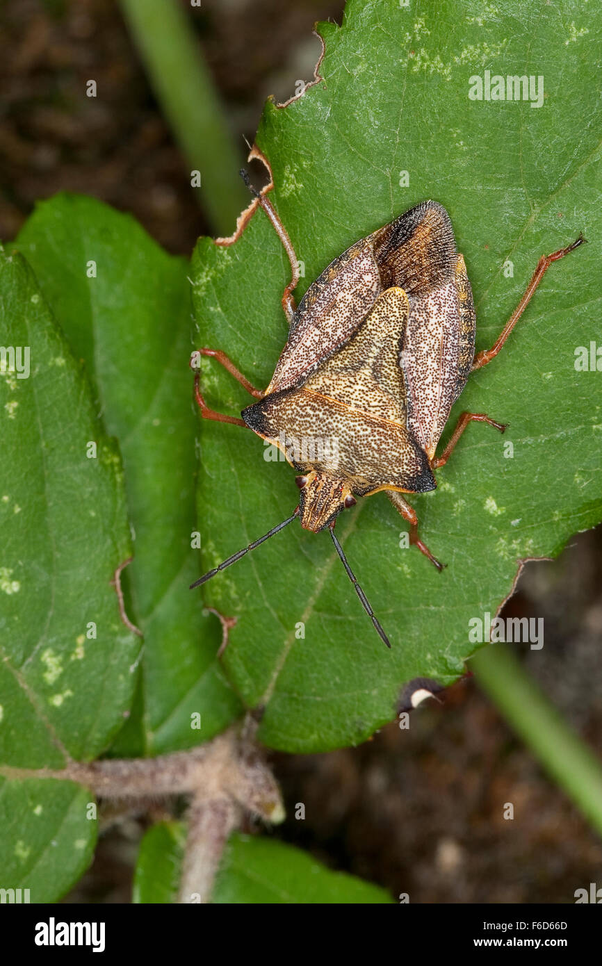 Mediterranean red bug hi-res stock photography and images - Alamy