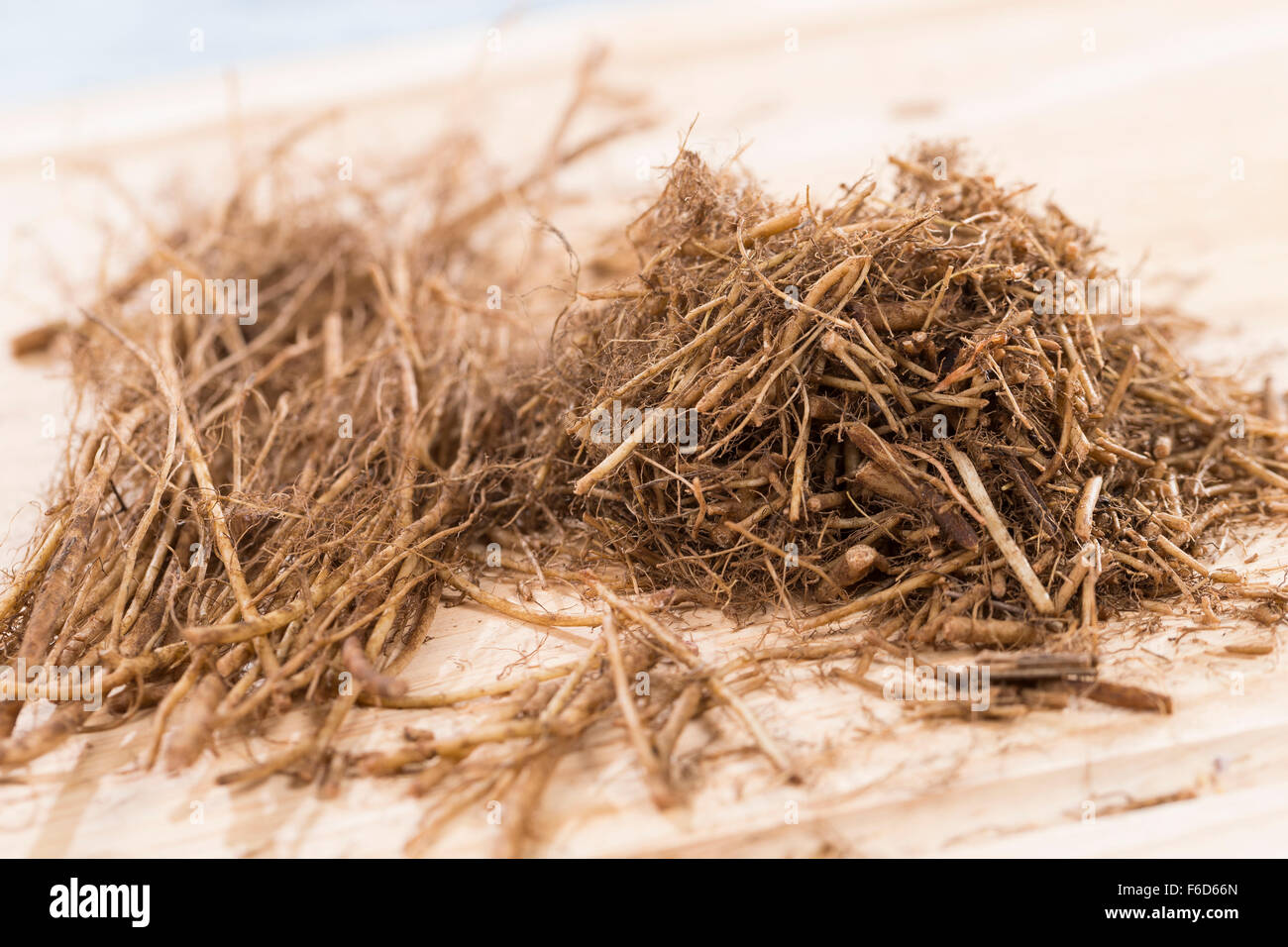 Wood avens, herb Bennet, colewort, root, roots, Echte Nelkenwurz ...
