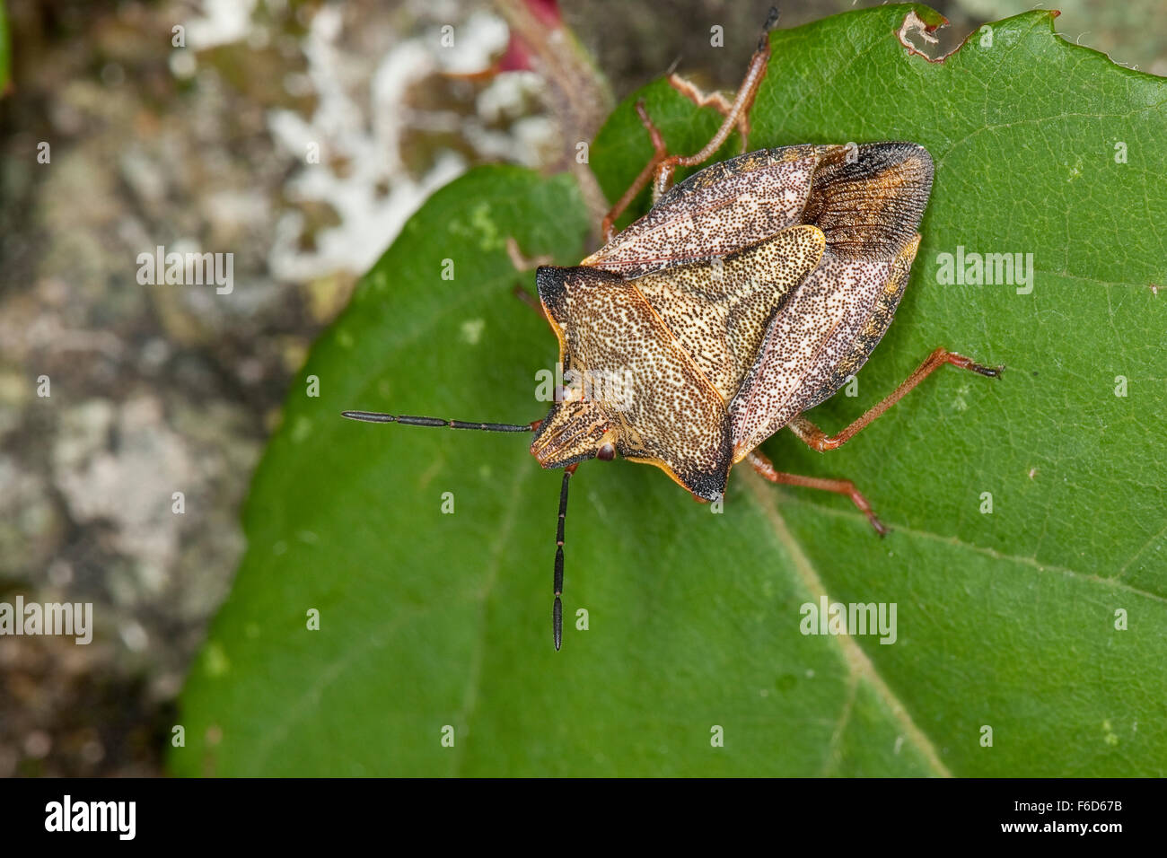 Mediterranean stink bug, Red shield bug, Nördliche Fruchtwanze ...