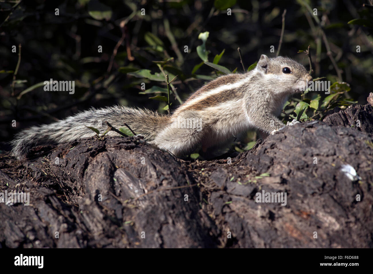 Asian squirrel hi-res stock photography and images - Alamy