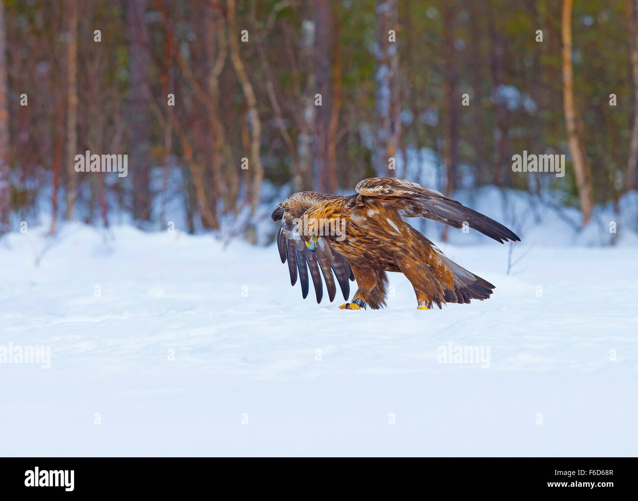 Golden Eagle in a snow filed on the edge of a woodland Stock Photo - Alamy