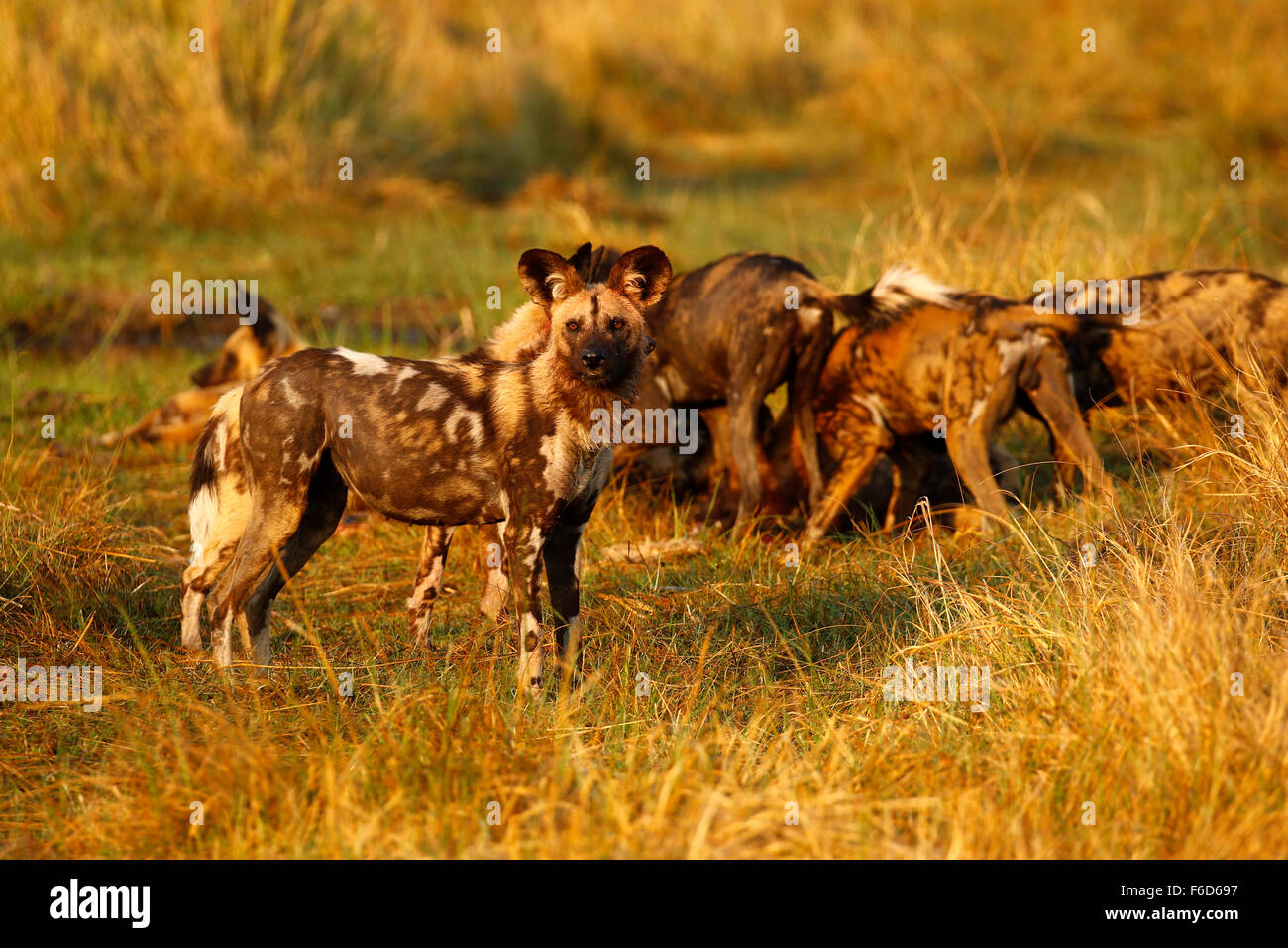 African wild dogs socializing playfully beautiful dogs having fun. They ...