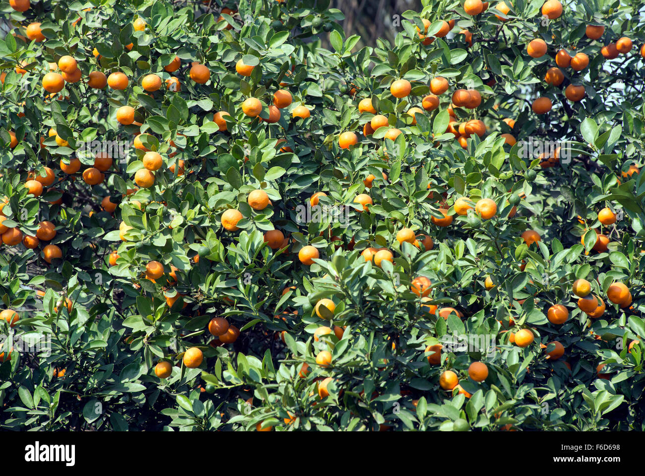 Orange fruit tree lotus temple hi-res stock photography and images - Alamy