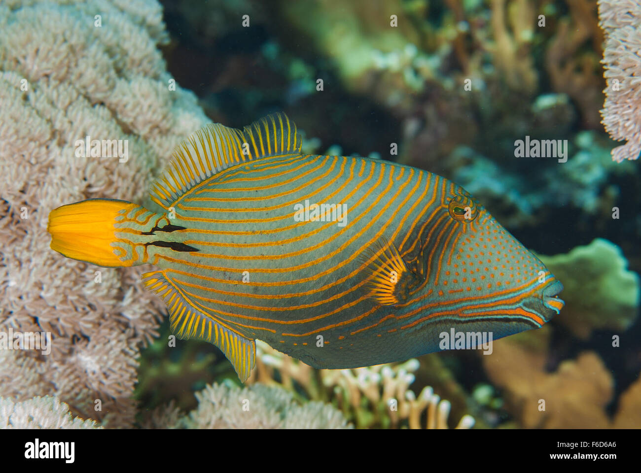 Orange-lined triggerfish Balistapus undulatus, Balistidae, Sharm el ...