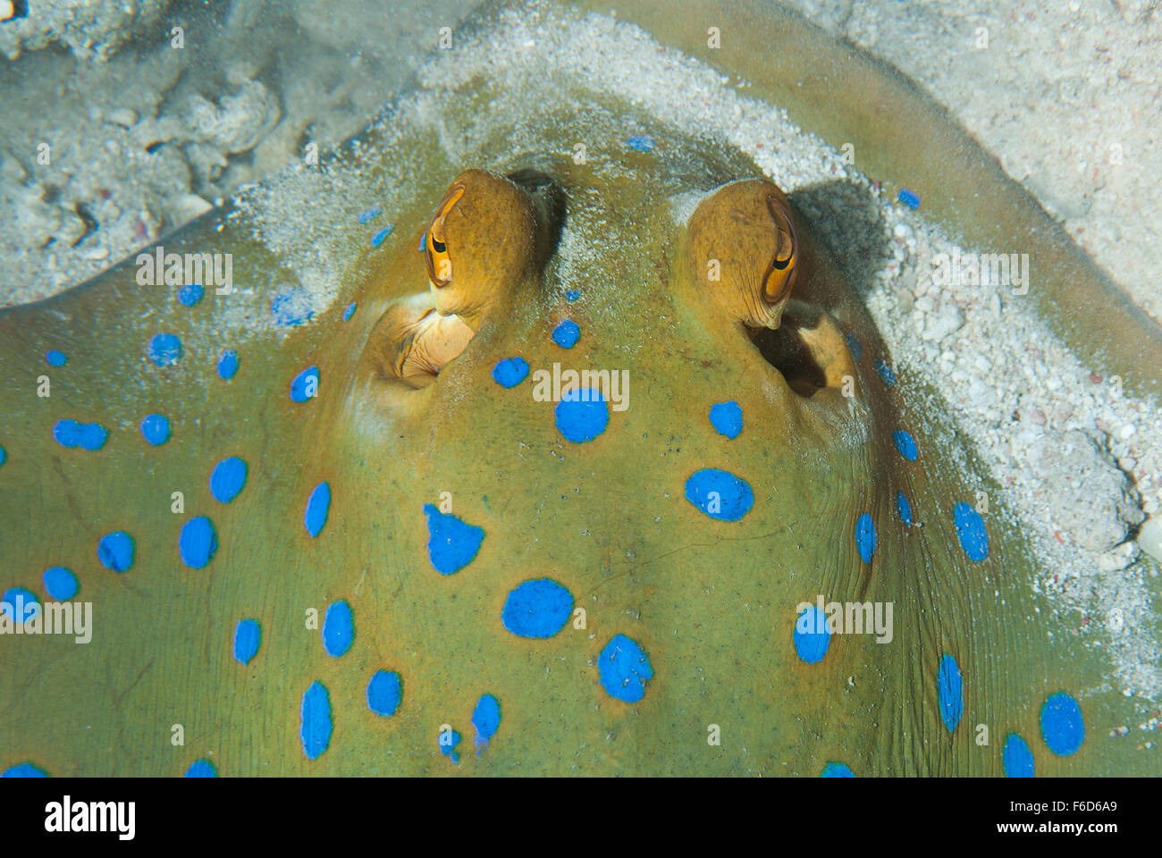 Taeniura lymma, Ribbontail stingray, Dasyatidae, Sharm el-Sheikh, Red ...