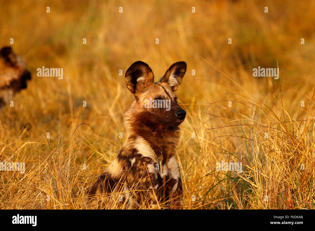 Native african dogs hi-res stock photography and images - Alamy