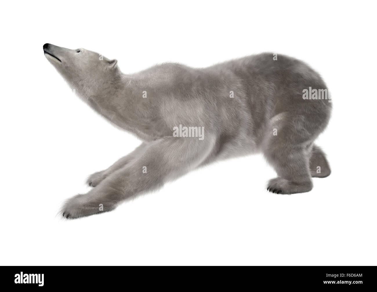 3D digital render of a polar bear stretching isolated on white ...