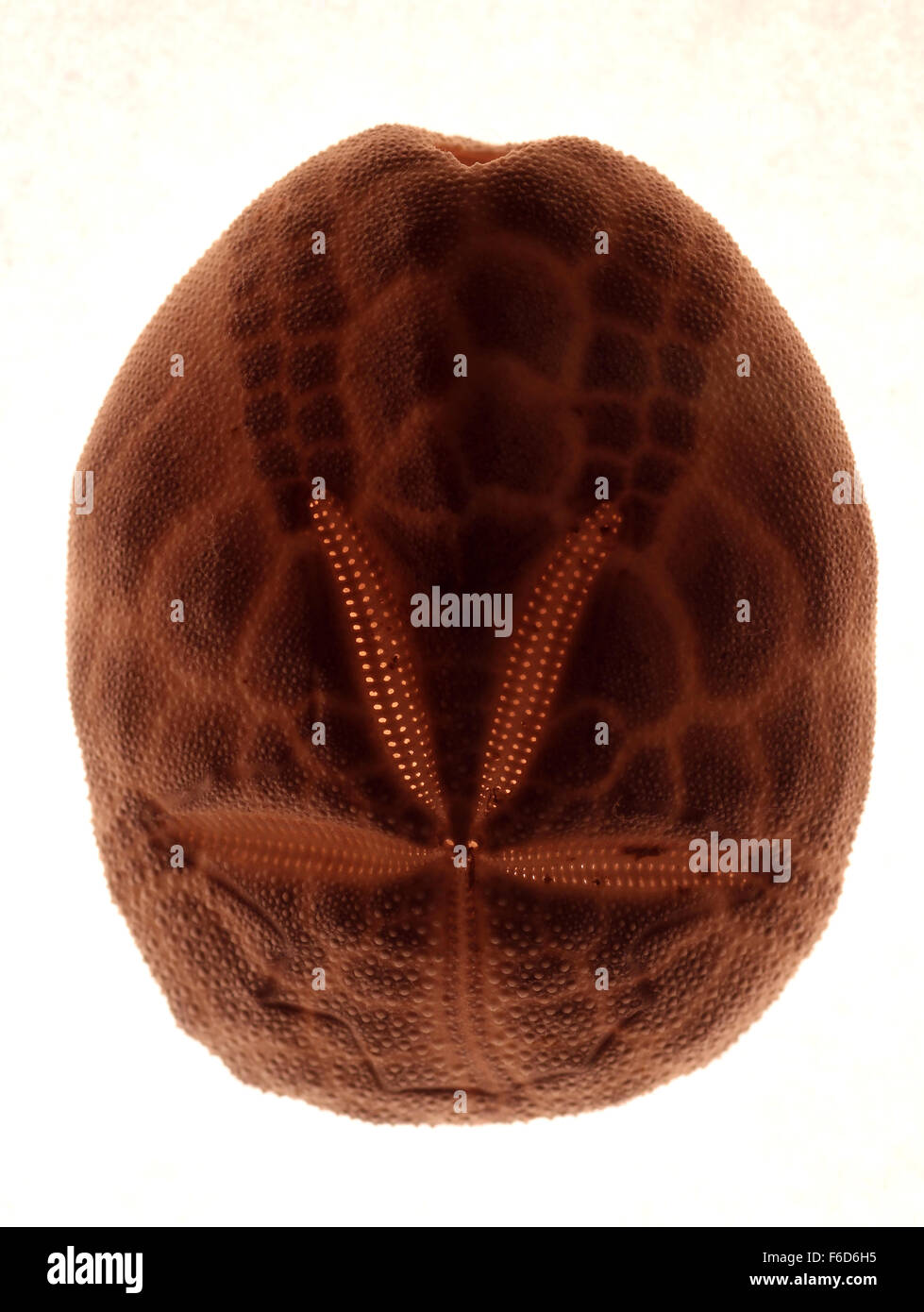 Echinoids hi-res stock photography and images - Alamy