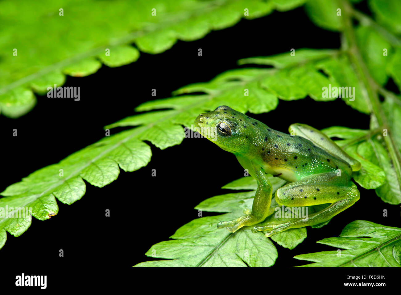 Wayampi Glassfrog (Vitreorana oyampiensis), Glassfrog family ...