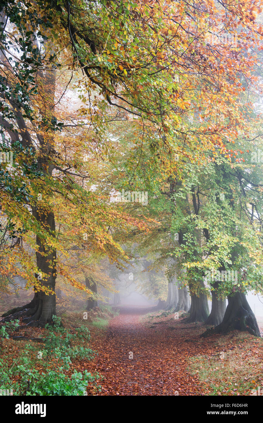 Fagus sylvatica. Beech trees and autumn mist. Ladys walk, Ashridge ...
