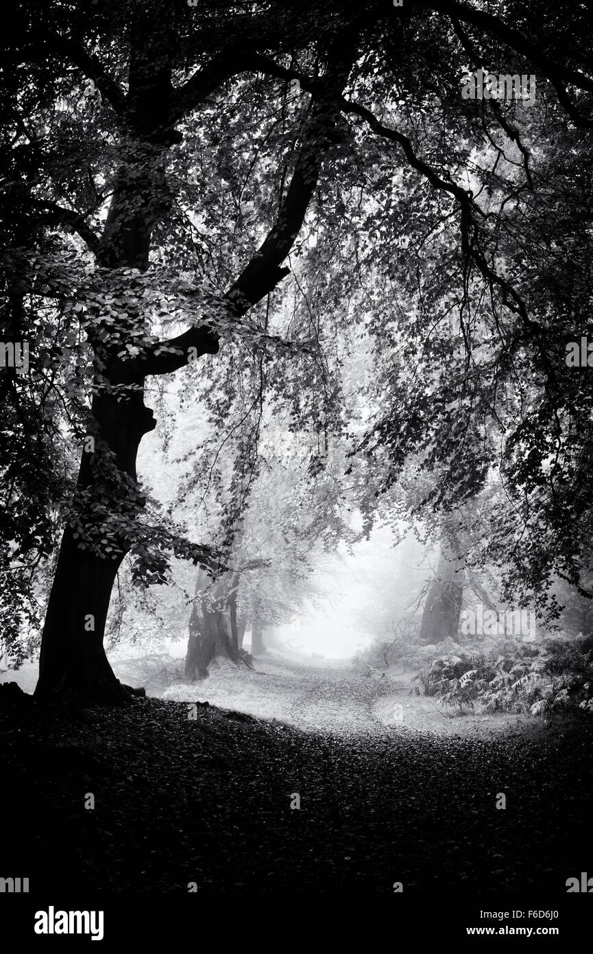 Black beech tree hi-res stock photography and images - Alamy