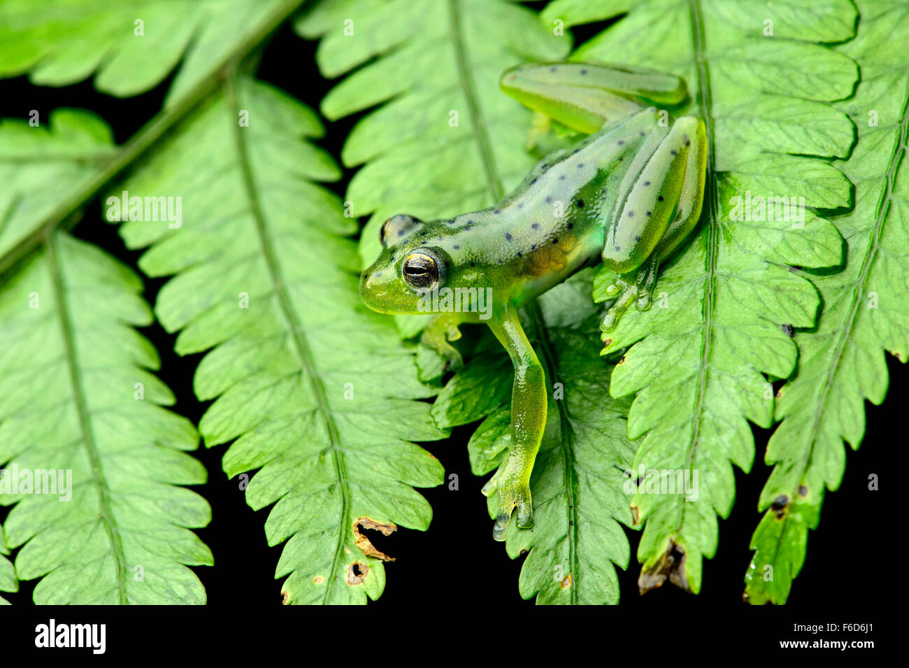 Wayampi Glassfrog (Vitreorana oyampiensis), Glassfrog family ...