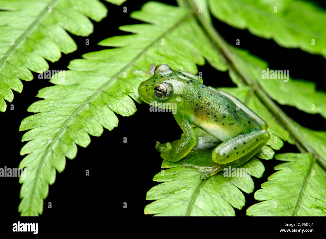 Centrolenidae hi-res stock photography and images - Alamy