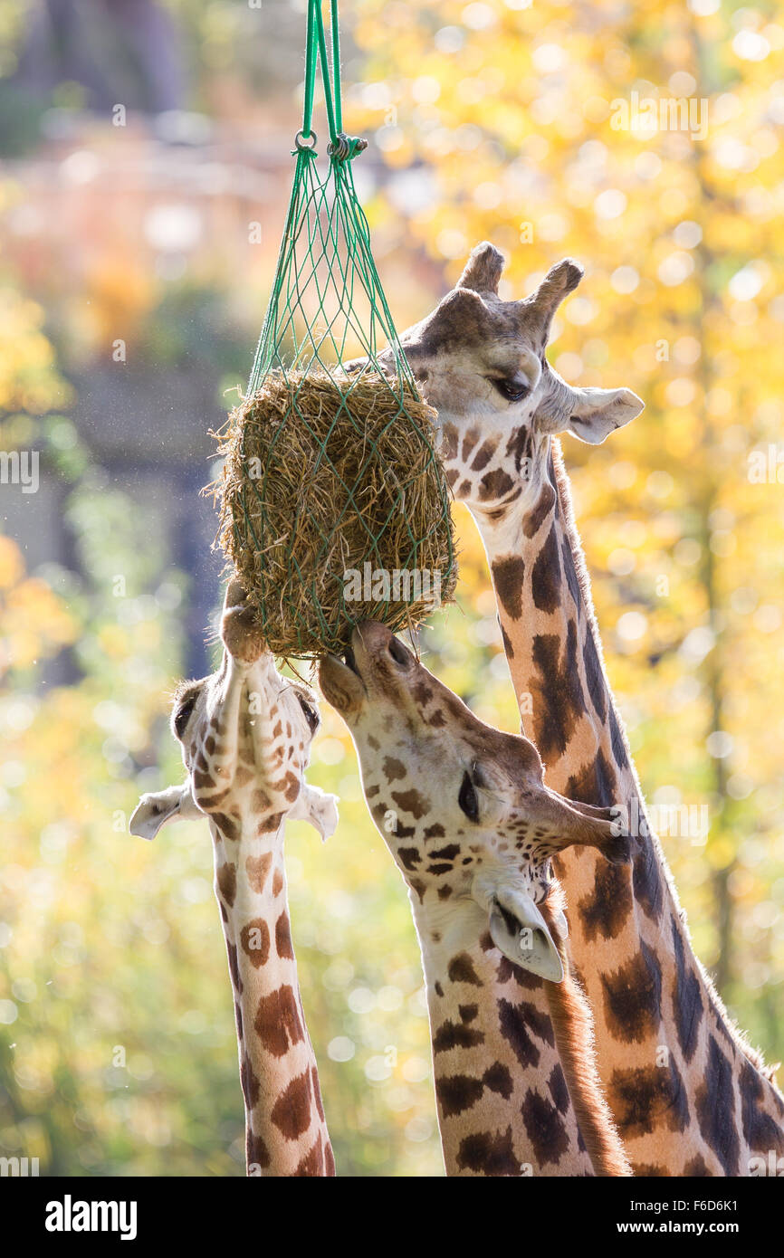 Three giraffes eating hay from feeder at zoo Stock Photo - Alamy