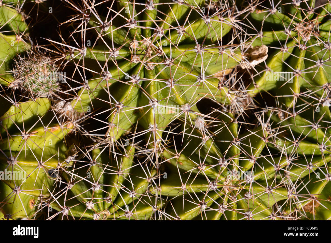 Cactus Texture Background Stock Photo - Alamy