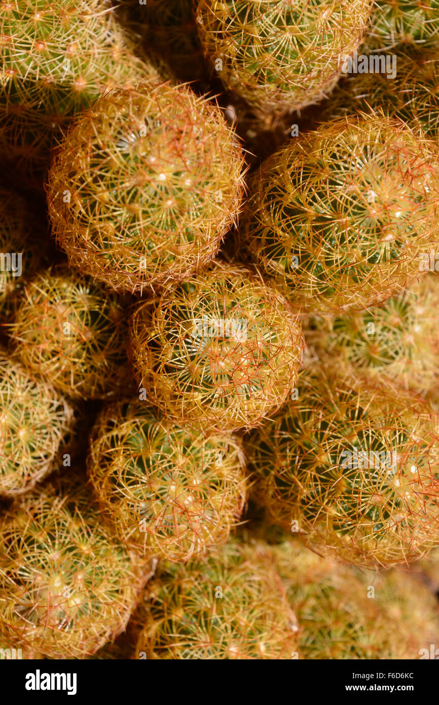 Cactus Texture Background Stock Photo - Alamy