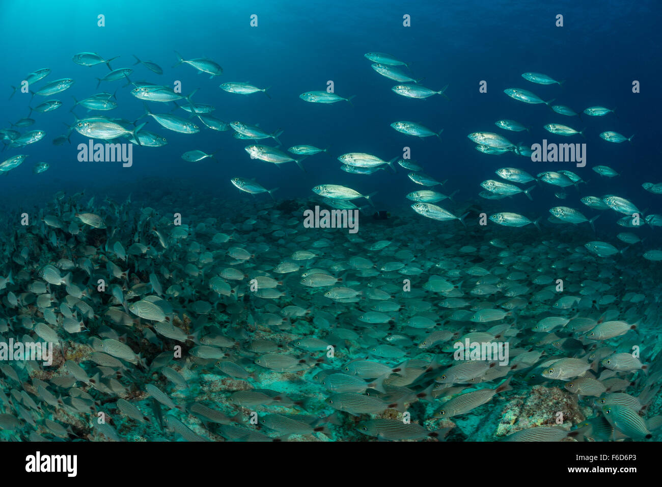 School of Spottail Grunts and Bigeye Scads, Haemulon maculicauda, Selar ...