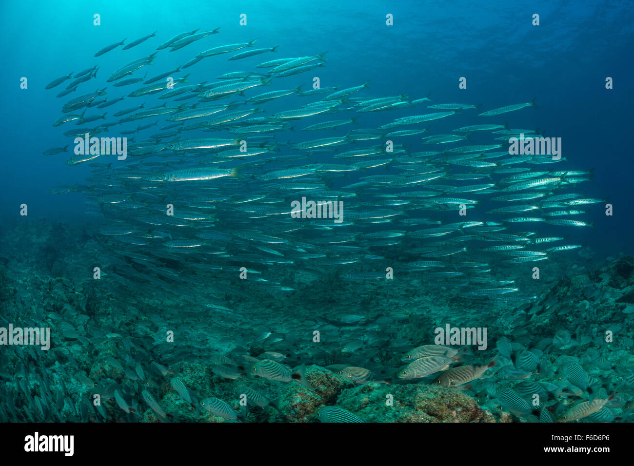 Shoal of Mexican Barracudas and Spottail Grunts, Sphyraena ensis ...