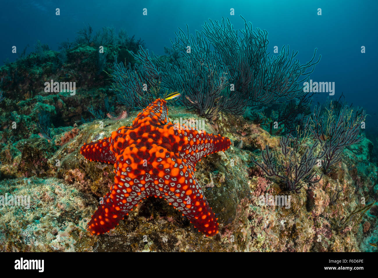 Panamic Cushion Starfish, Pentaceraster cumingii, La Paz, Baja ...