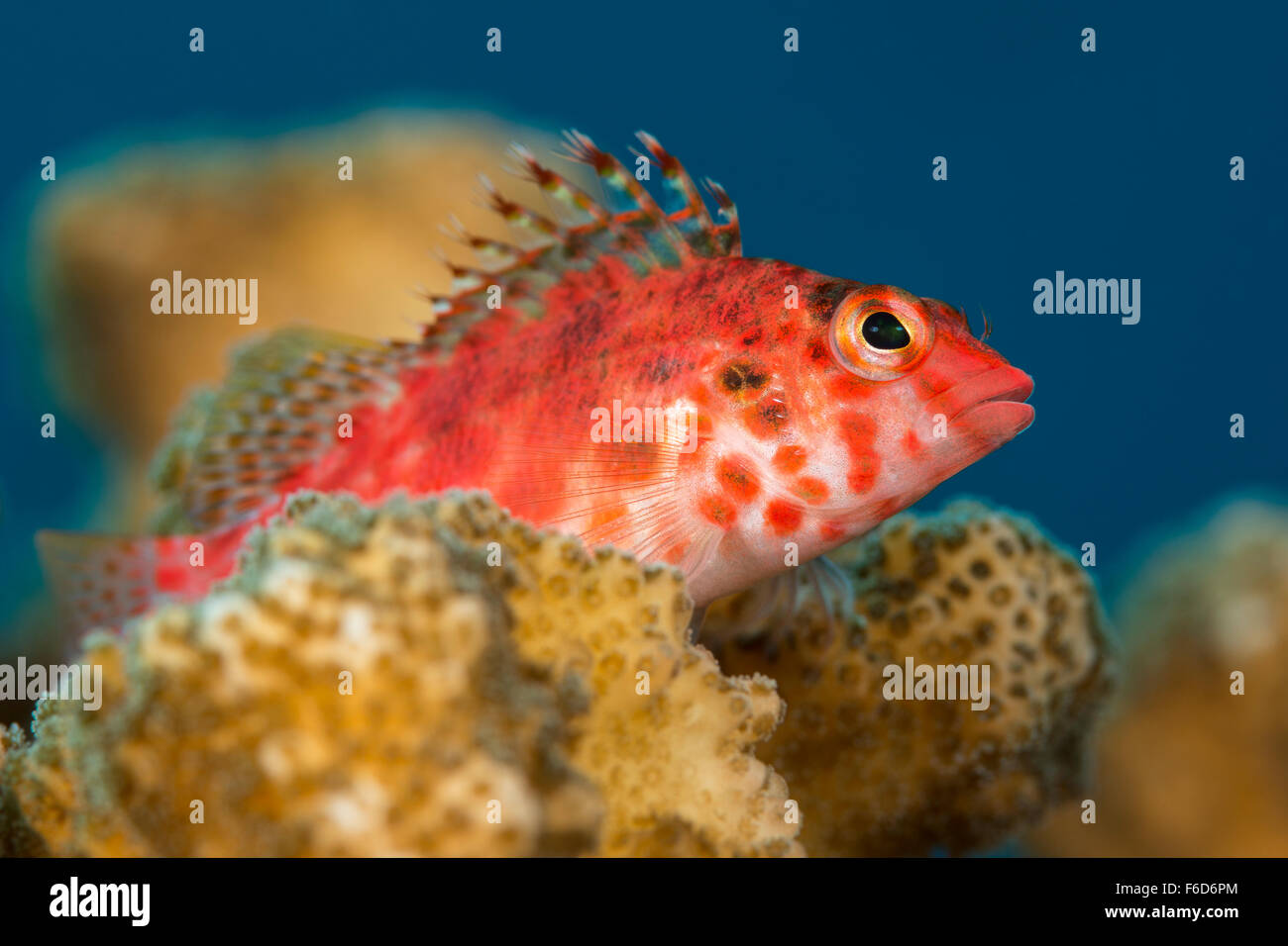 Coral Hawkfish, Cirrhitichthys oxycephalus, La Paz, Baja California Sur ...