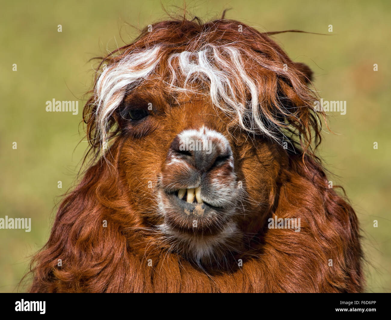 The face of an Alpaca Stock Photo - Alamy