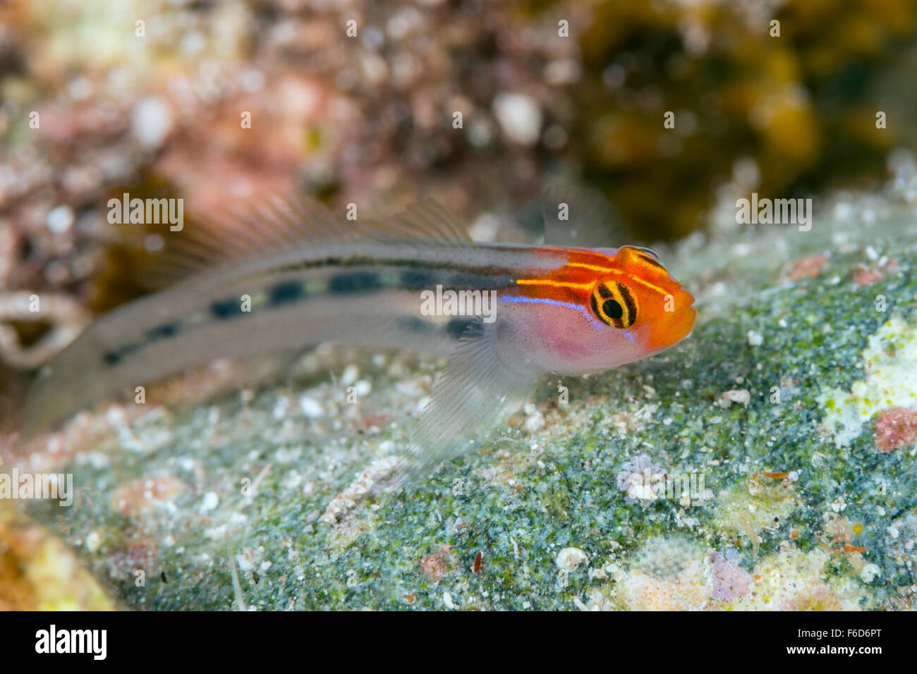 Redhead goby hi-res stock photography and images - Alamy
