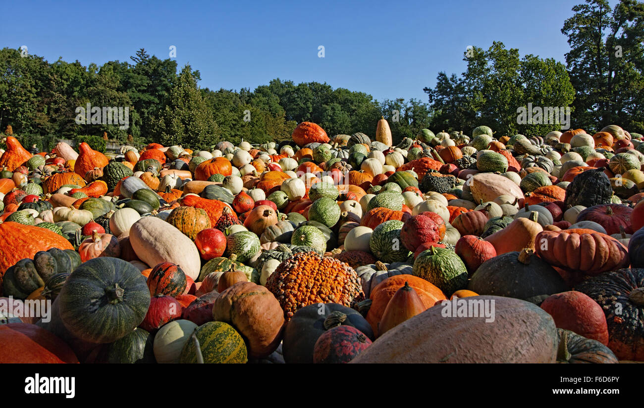 Pumpkins of all sizes and colurs Stock Photo - Alamy