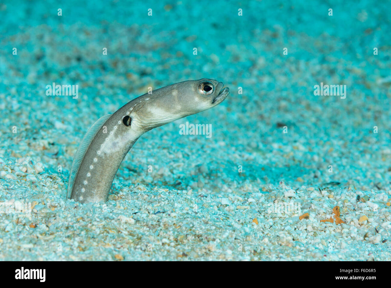 Cortez Garden Eel, Heteroconger digueti, La Paz, Baja California Sur ...