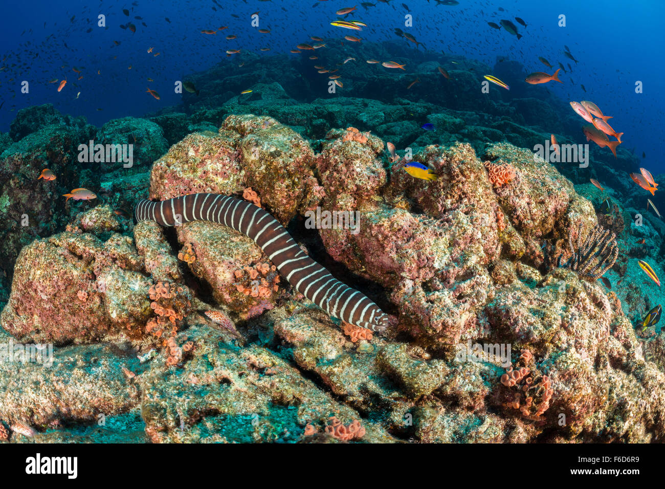 Zebra Moray, Gymnomuraena zebra, La Paz, Baja California Sur, Mexico ...