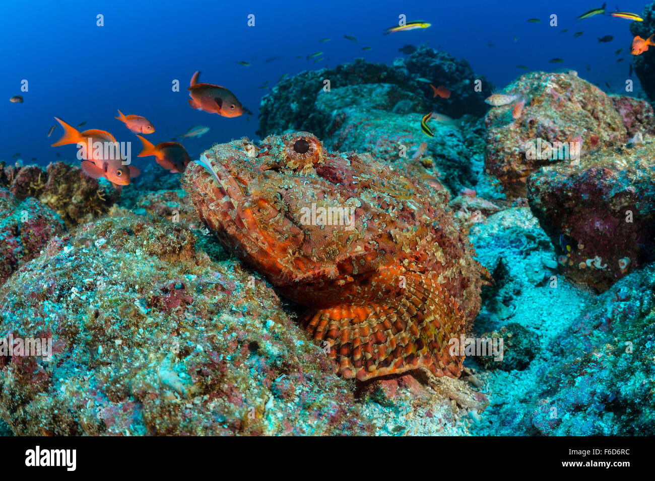 Stone Scorpionfish, Scorpaena mystes, La Paz, Baja California Sur ...