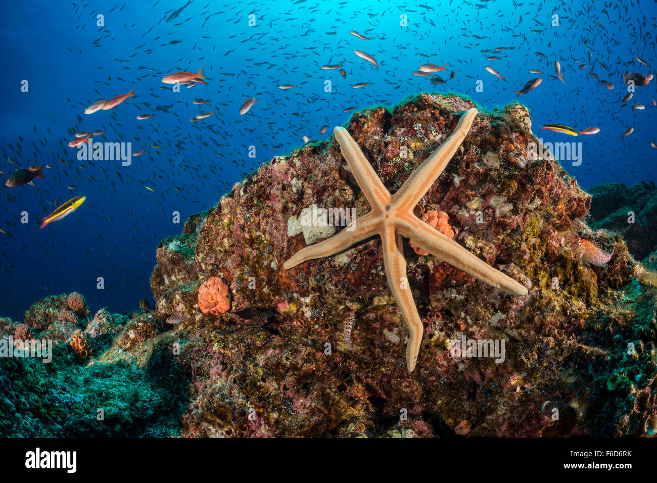 Blue Starfish, Phataria unifascialis, La Paz, Baja California Sur ...