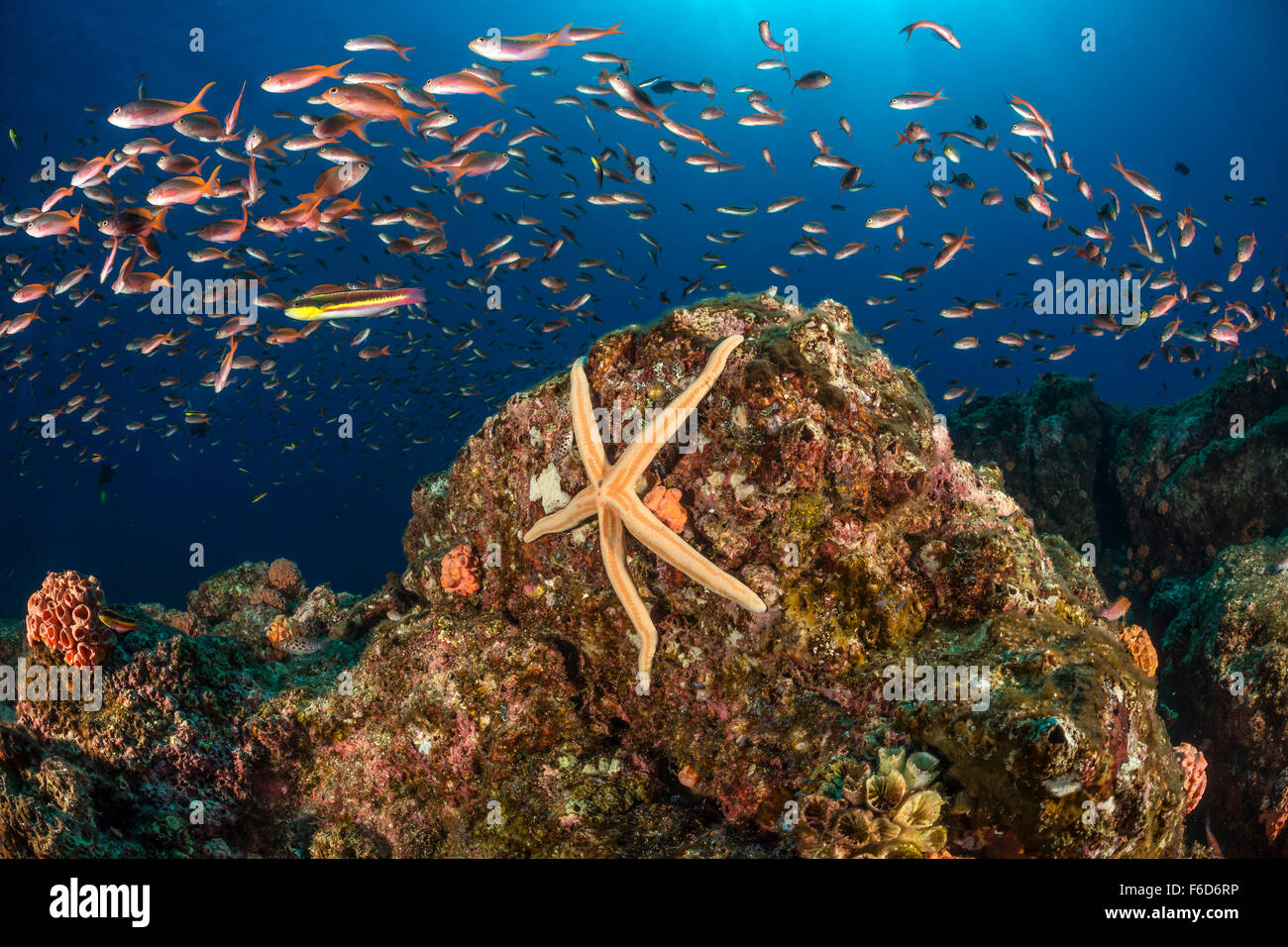 Blue Starfish, Phataria unifascialis, La Paz, Baja California Sur ...
