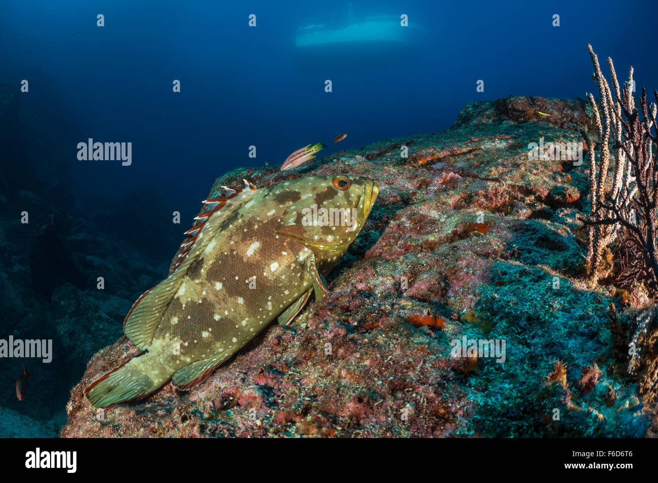 Labriformis hi-res stock photography and images - Alamy