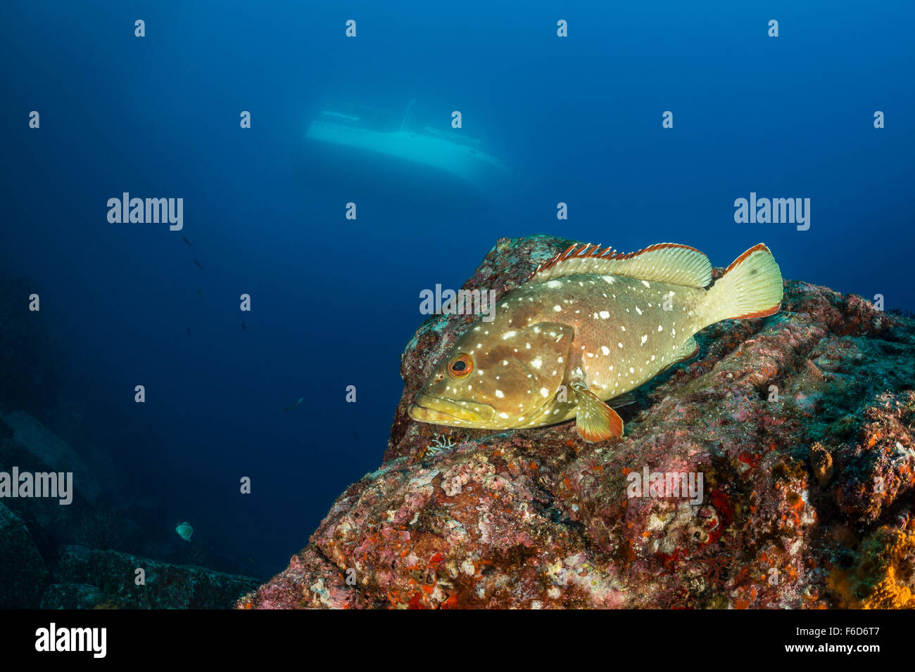 Starry Grouper, Epinephelus labriformis, La Paz, Baja California Sur ...