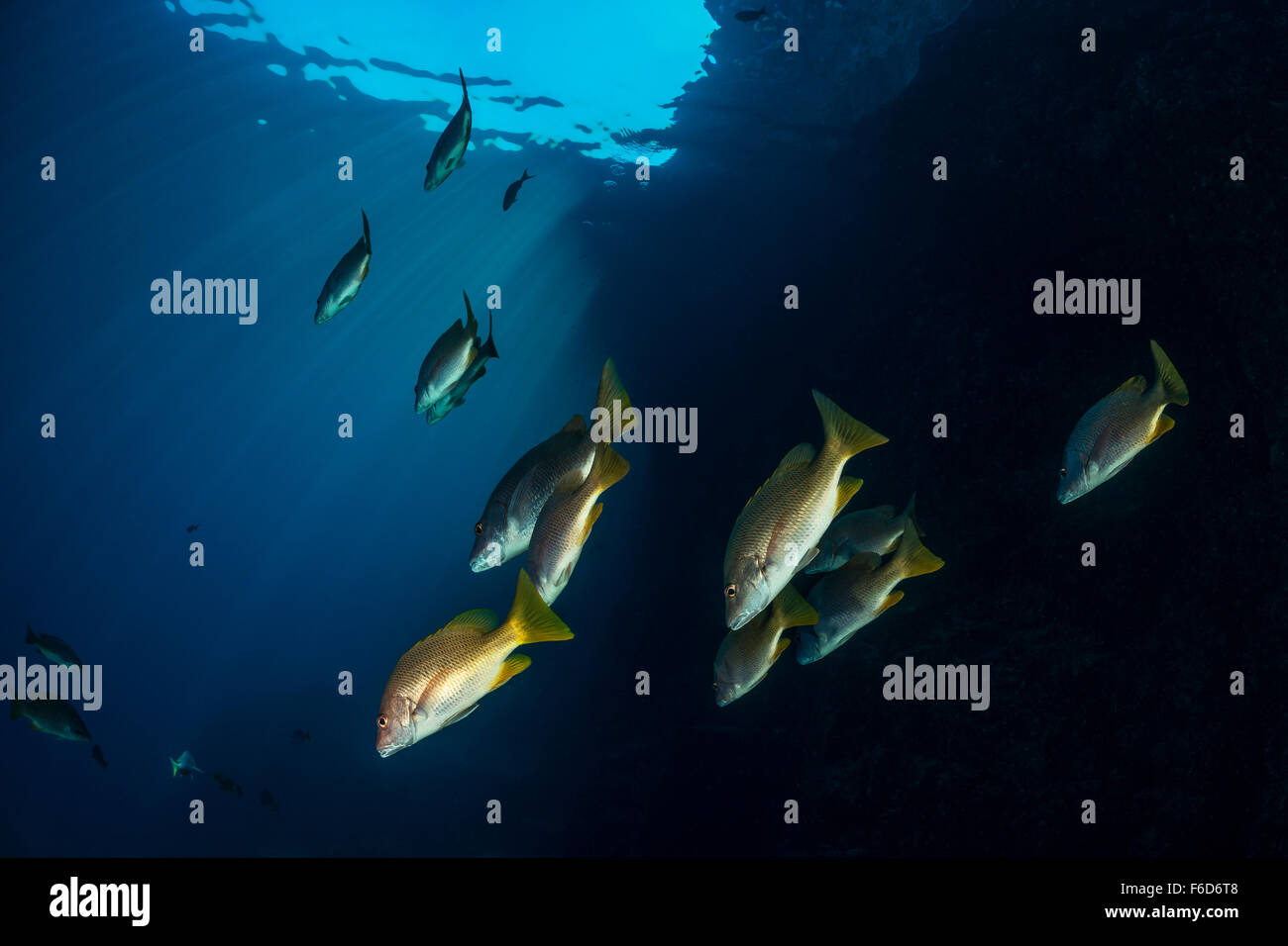 Amarillo Snapper, Lutjanus argentiventris, La Paz, Baja California Sur ...