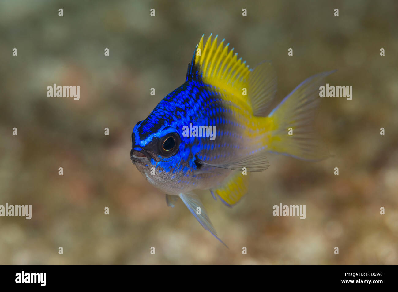 Blue-and-yellow Chromis, Chromis limbaughi, La Paz, Baja California Sur ...